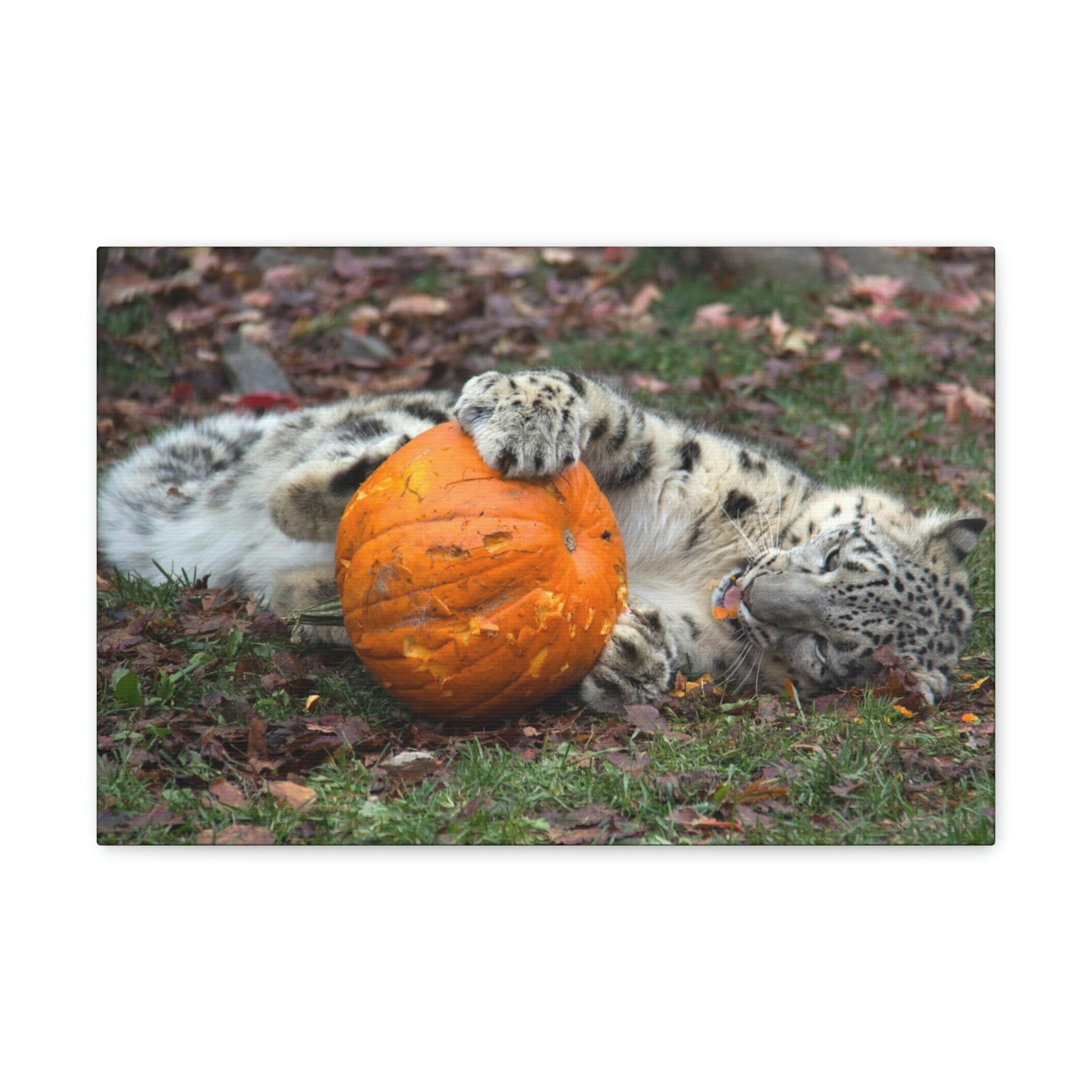 Funny Snow Leopard Silly Snow Leopard Outside Wall Art Ready to Hang ...