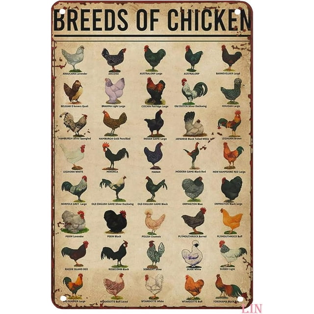 Funny Tin Signs Breeds Of Chickens Knowledge Chicken Owner Larousse Old ...