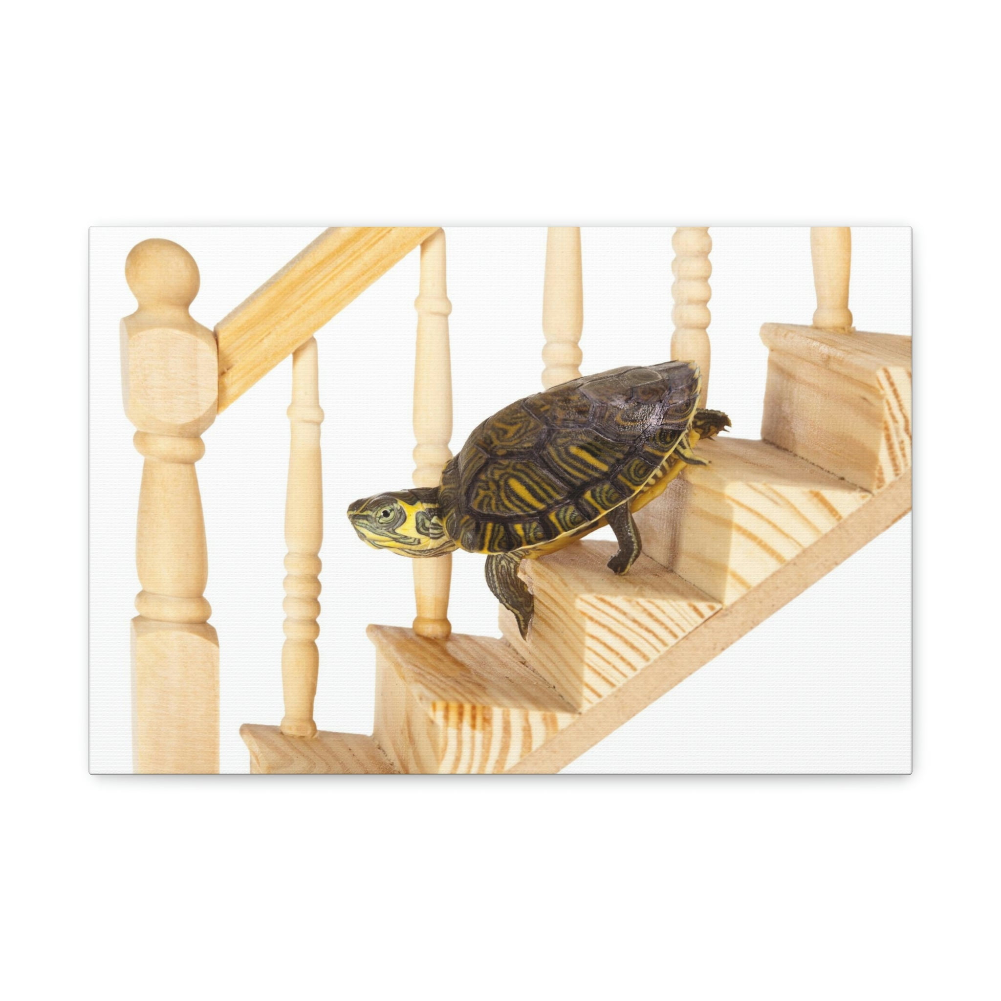 Funny Turtle Silly Turtle Inside Wall Art Ready to Hang Unframed ...