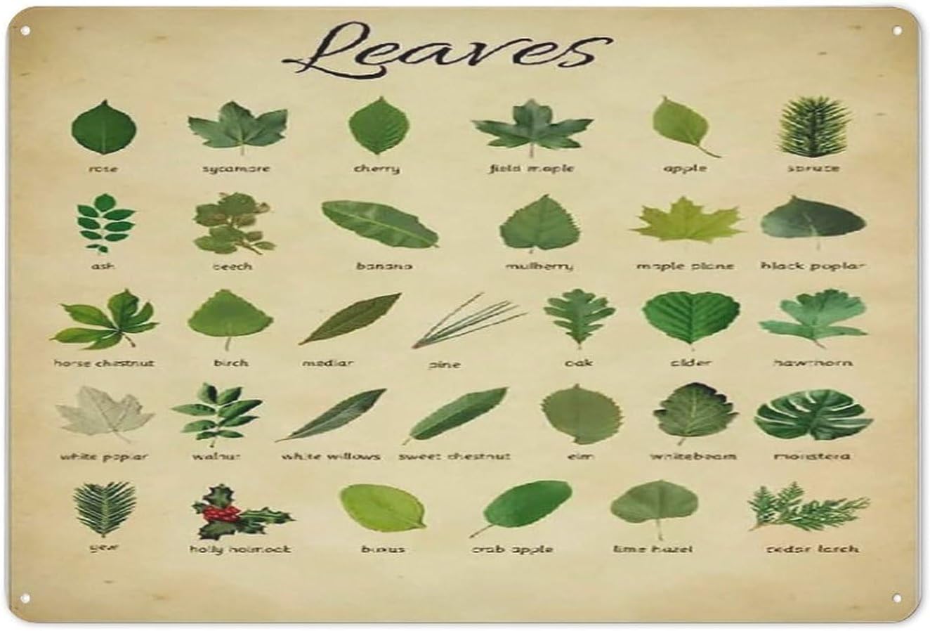 Funny Types Of Leaves Metal Tin Signs Leaves Charts Infographics ...