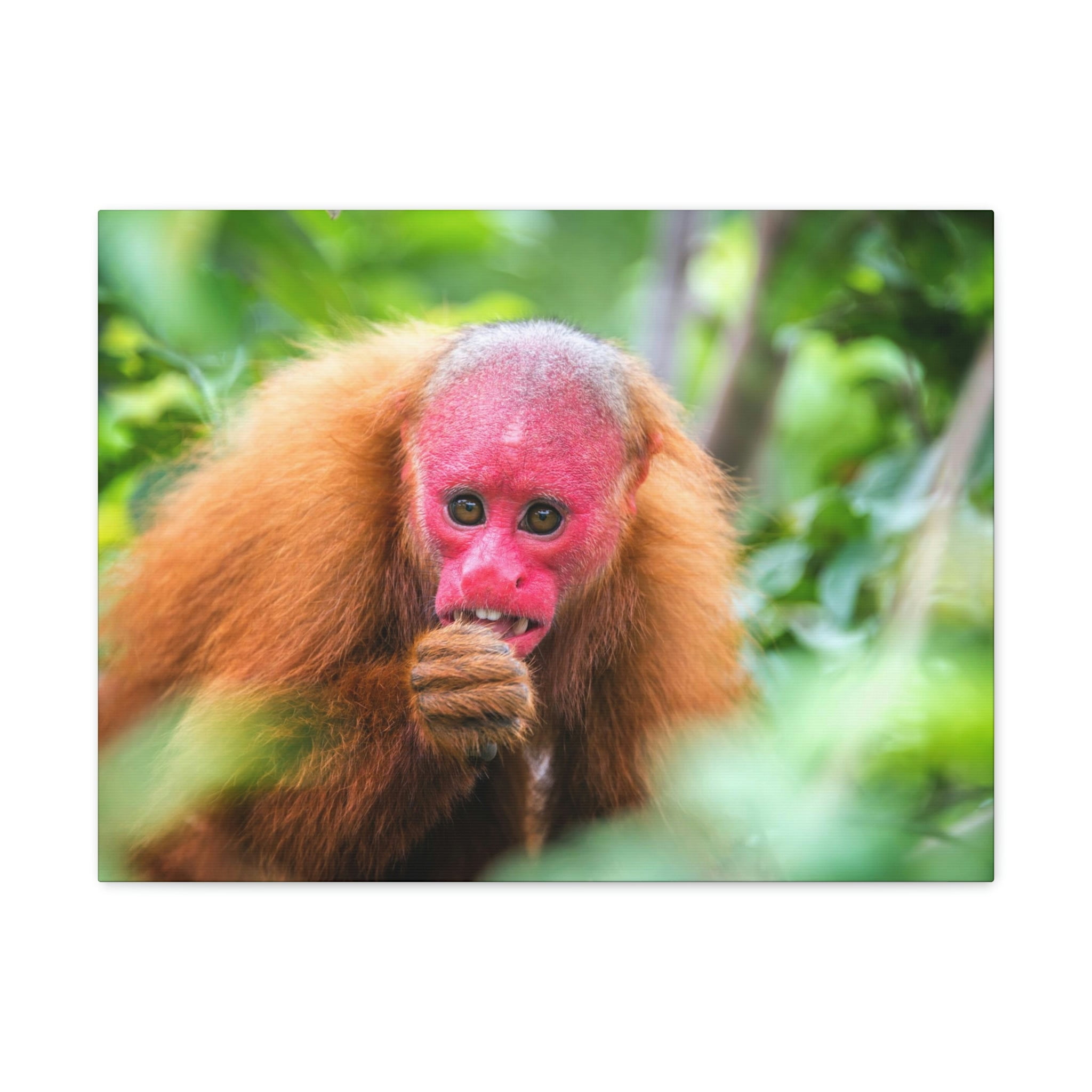 Funny Uakari Silly Uakari Scene Outside Wall Art Ready to Hang Unframed ...