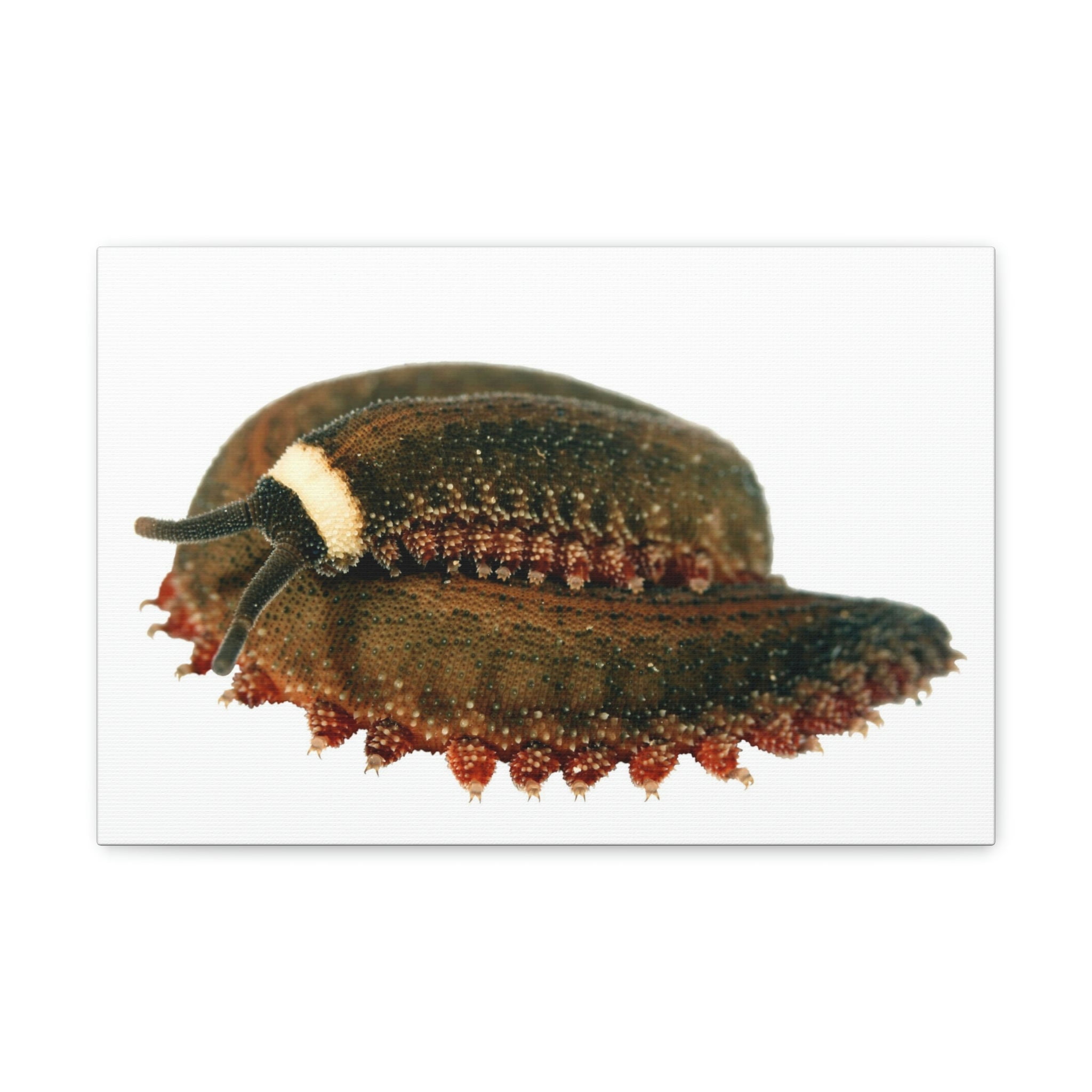Funny Vervet Worm Silly Vervet Worm Scene Inside Wall Art Ready to Hang ...