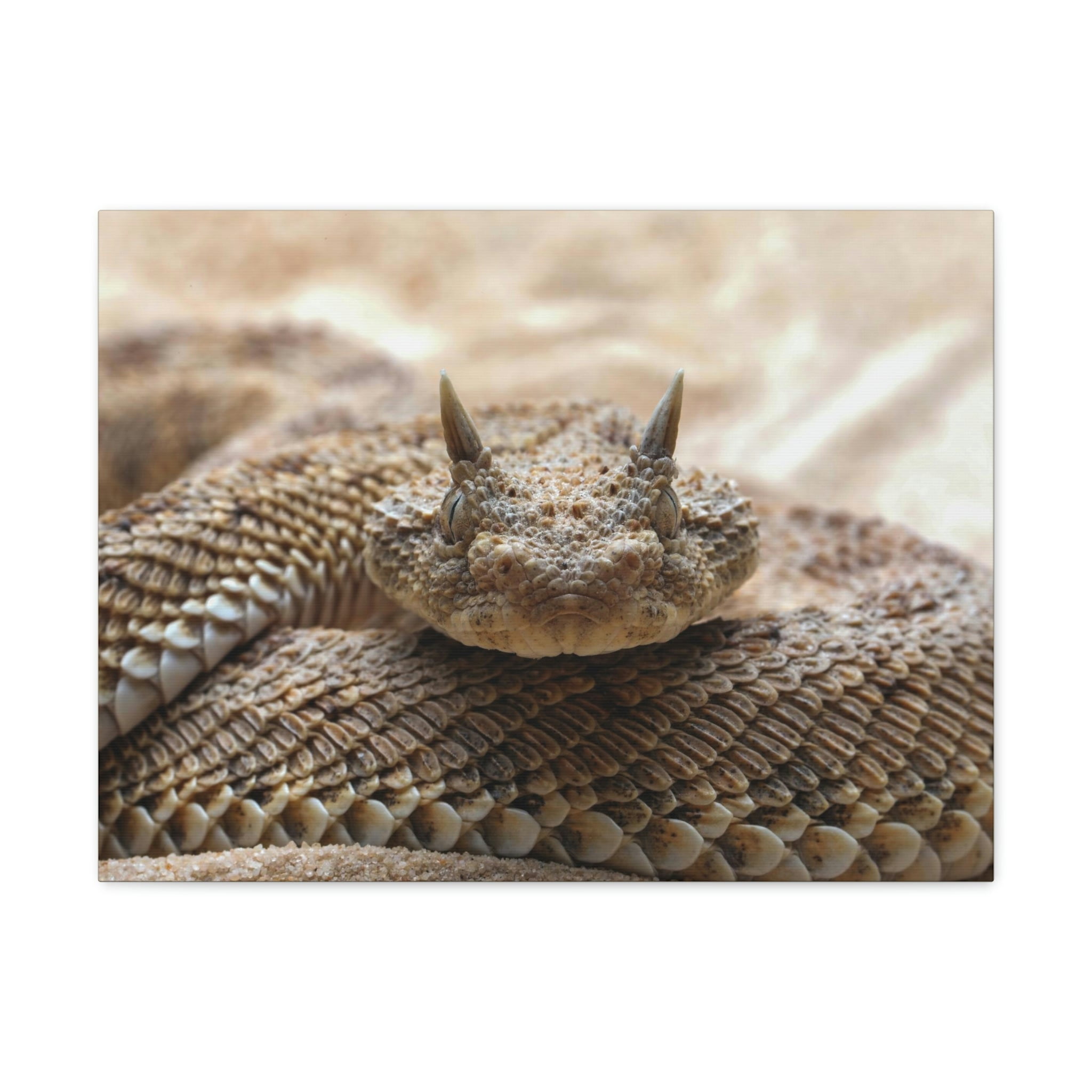Funny Viper Silly Viper Scene Outside Wall Art Ready to Hang Unframed ...