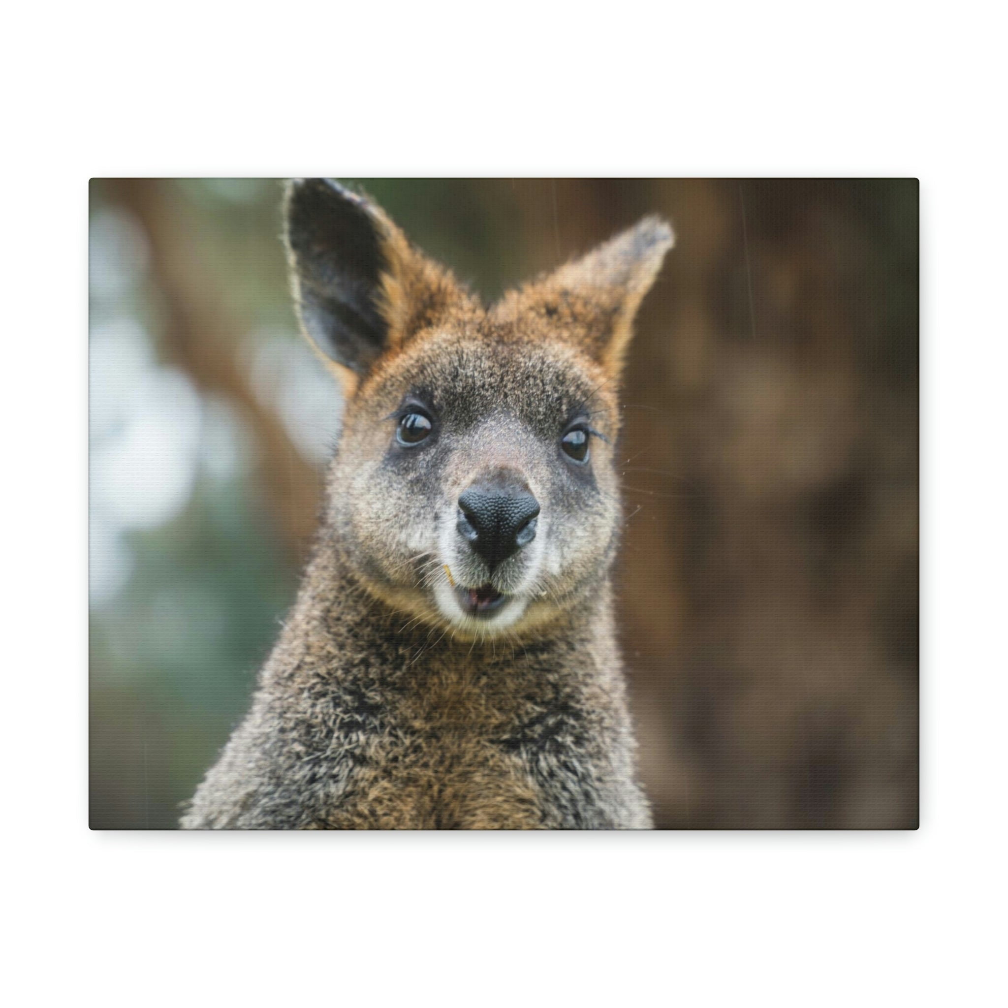 Funny Wallaby Silly Wallaby Scene Outside Wall Art Ready to Hang ...