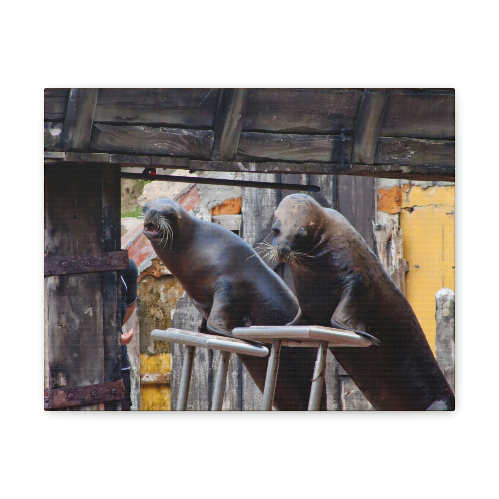 Funny Walrus Silly Walrus Inside Wall Art Ready to Hang Unframed ...