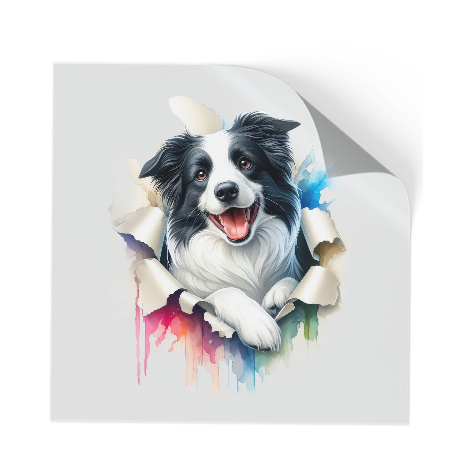 Funny Watercolor Adorable Border Collie Peeking Through Torn Paper ...