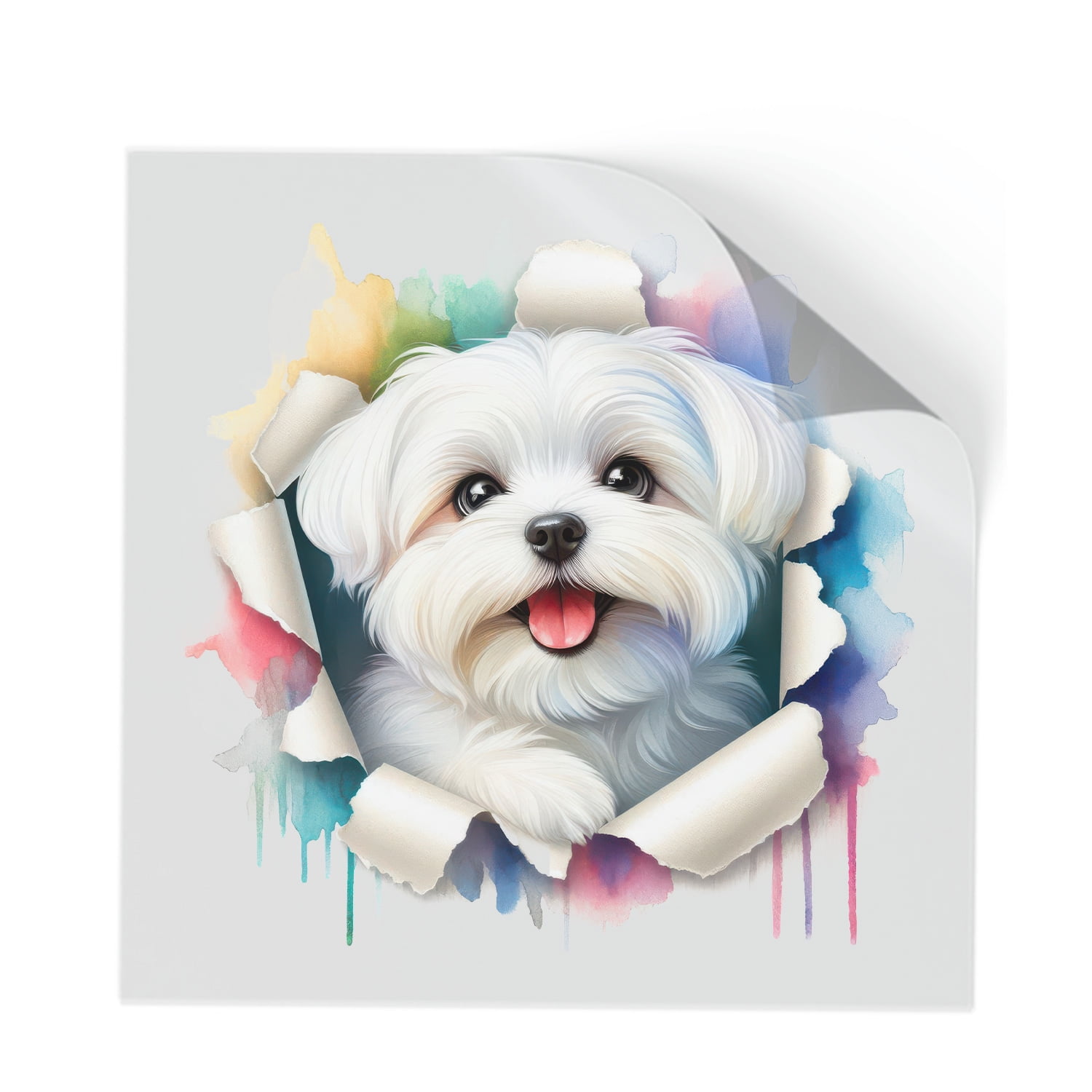Funny Watercolor Adorable Maltese Peeking Through Torn Paper Effect ...