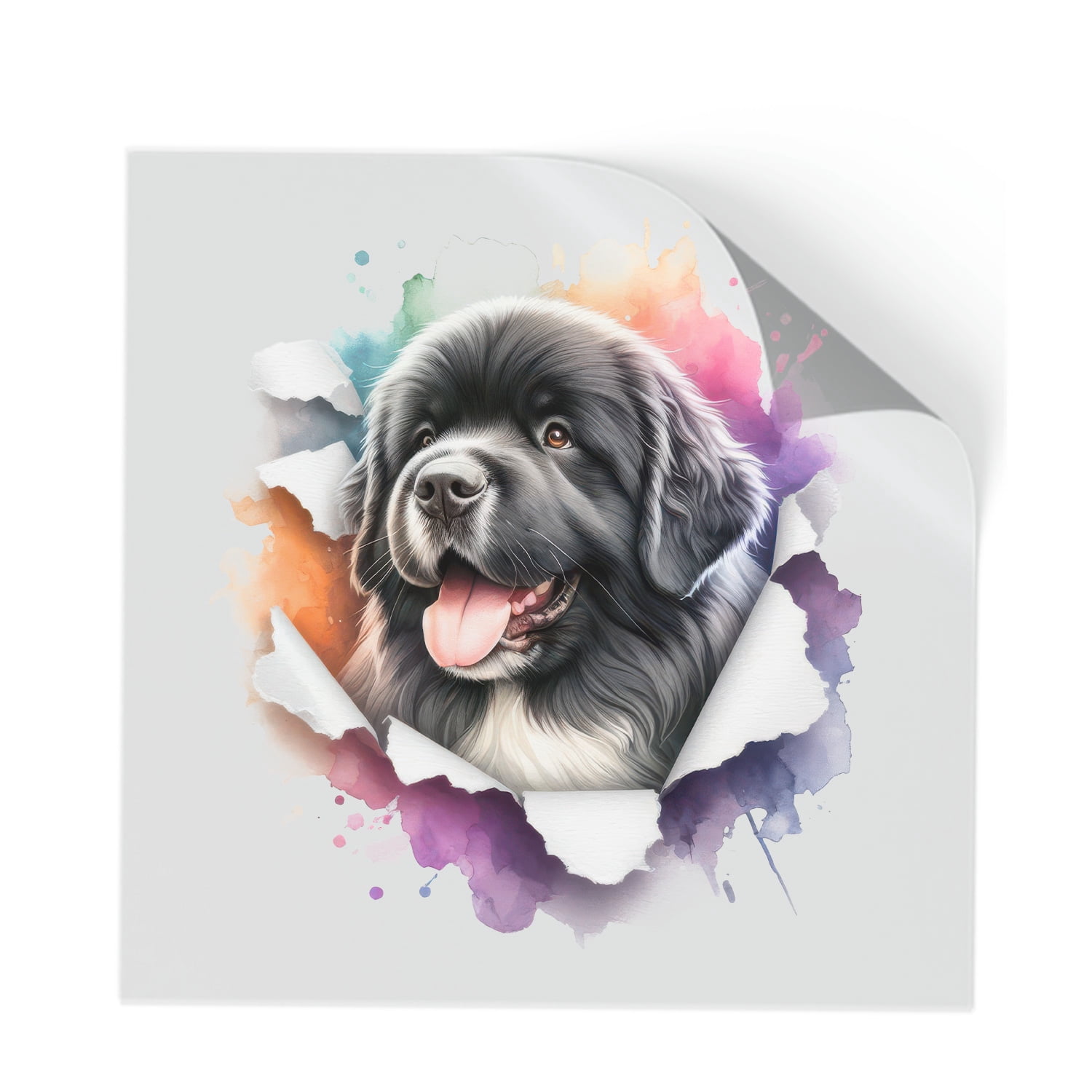 Funny Watercolor Adorable Newfoundland Peeking Through Torn Paper ...