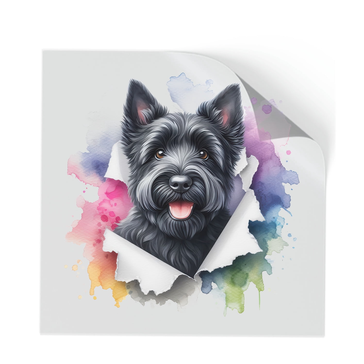 Funny Watercolor Adorable Scottish Terrier Peeking Through Torn Paper ...