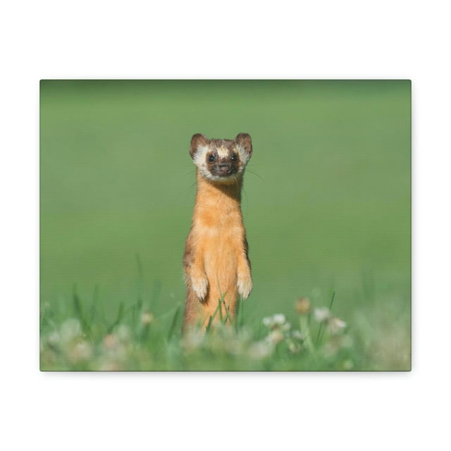 Funny Weasel Silly Weasel Scene Outside Wall Art Ready to Hang Unframed ...