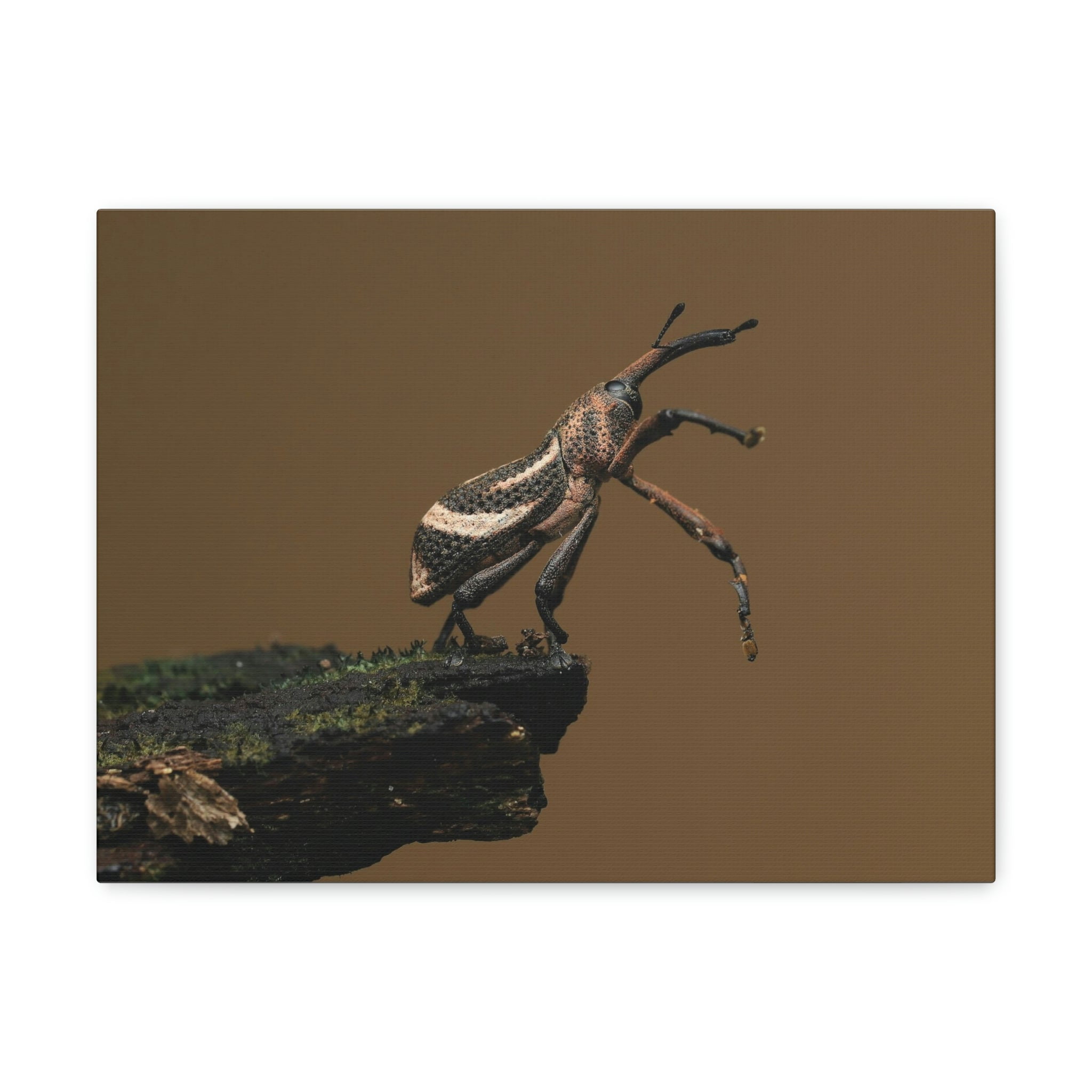 Funny Weevil Silly Weevil Scene Outside Wall Art Ready to Hang Unframed ...