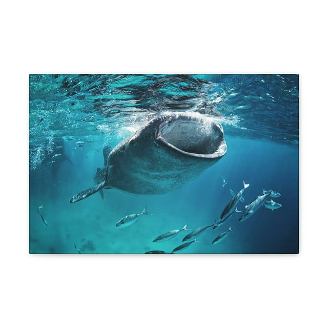 Funny Whale Shark Silly Whale Shark Scene Outside Wall Art Ready to ...