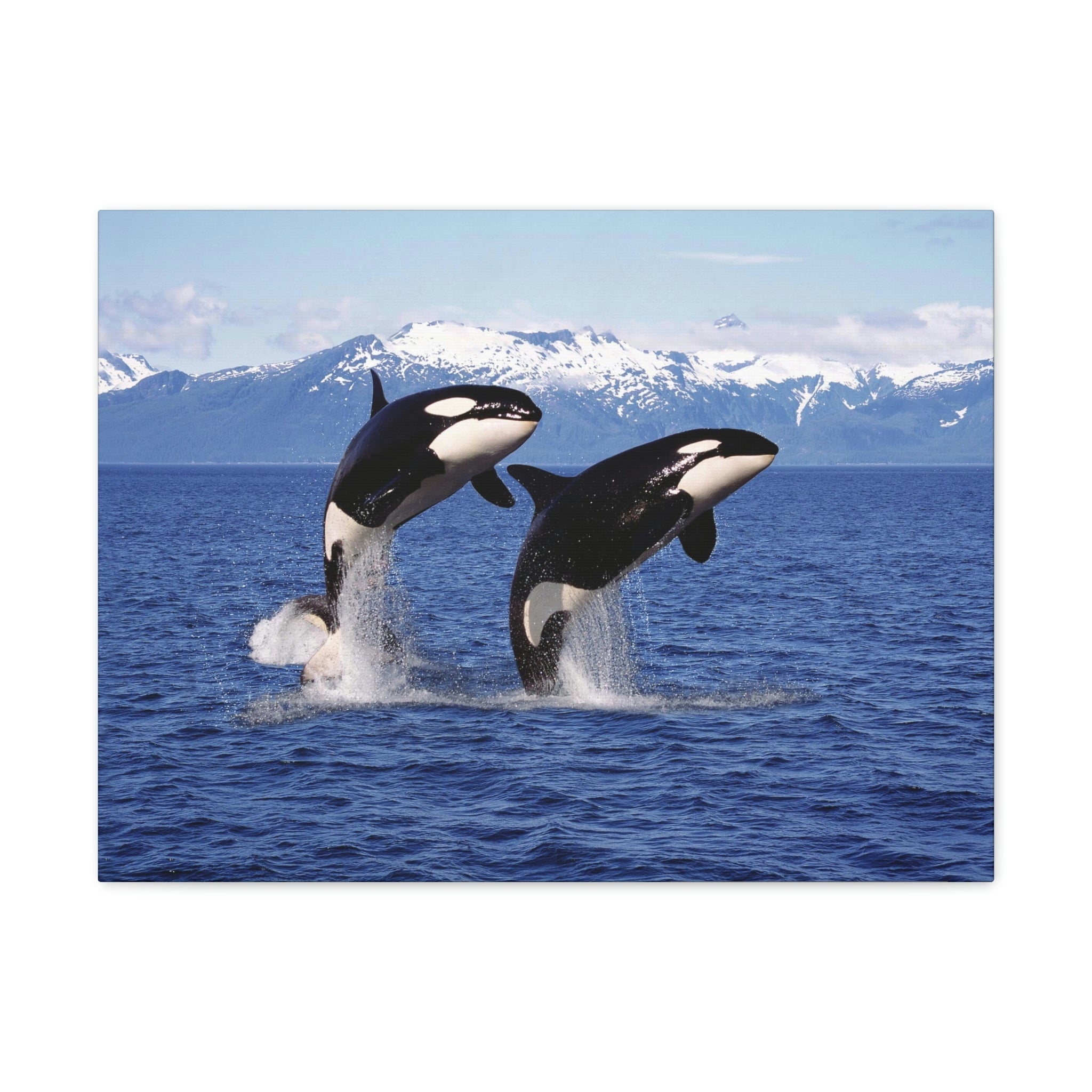 Funny Whale Silly Whale Scene Couple Wall Art Ready to Hang Unframed ...