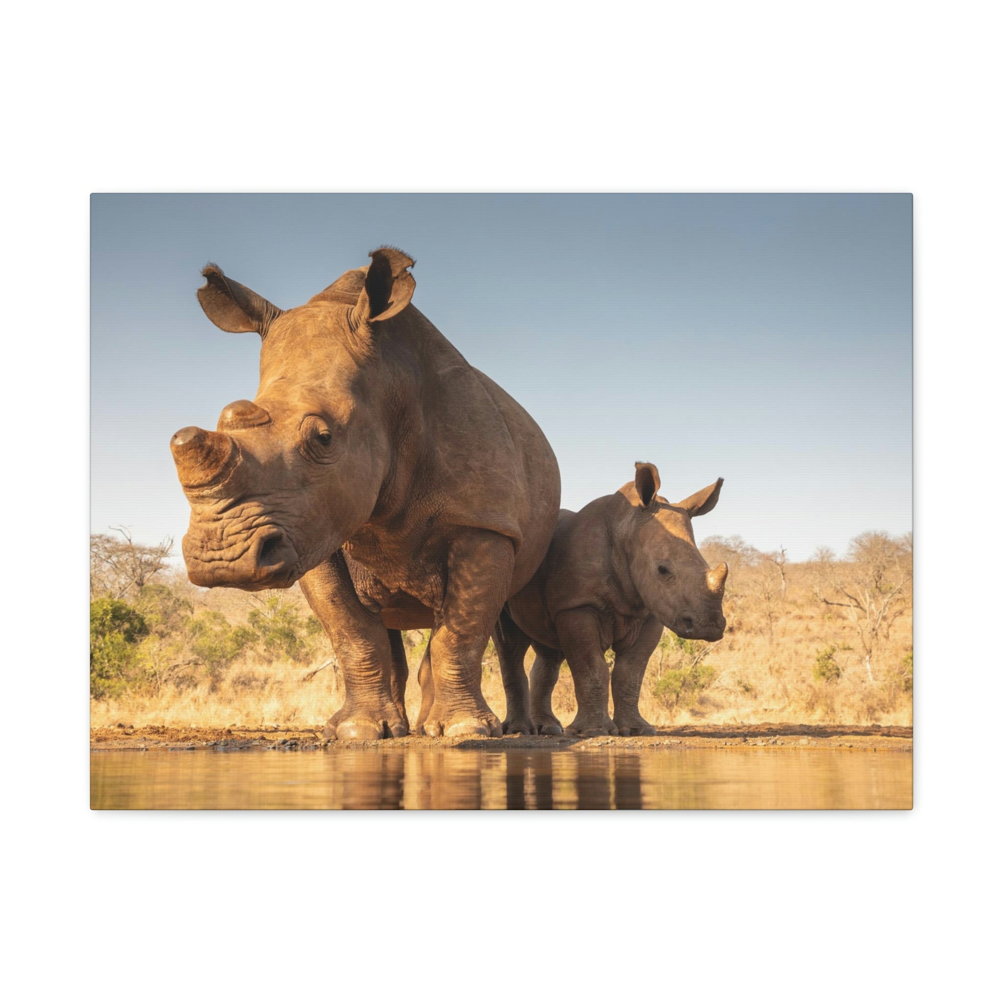 Funny White Rhino Silly White Rhino Scene Couple Wall Art Ready to Hang ...