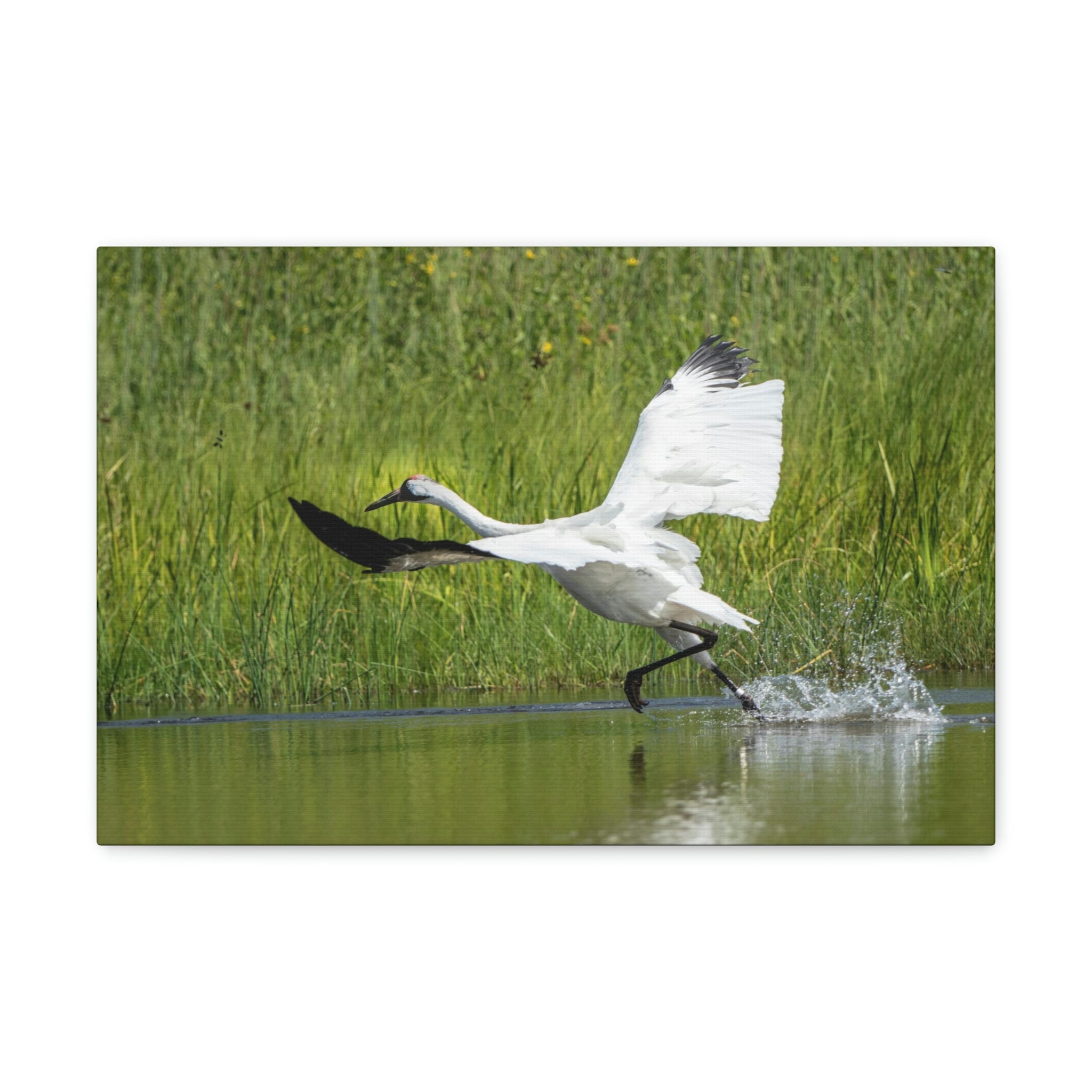 Funny Whooping Crane Silly Whooping Crane Scene Outside Wall Art Ready ...