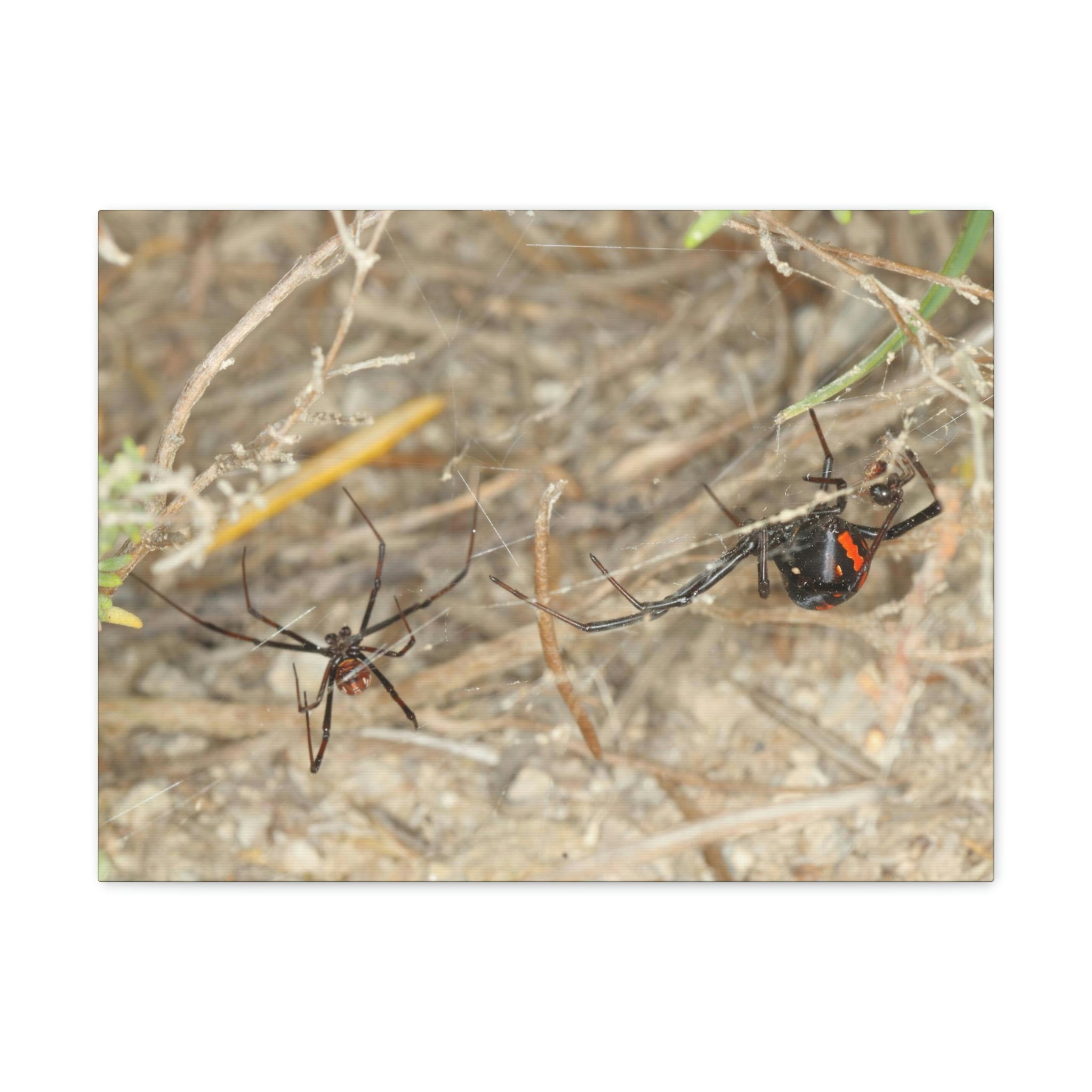 Funny Widow Spider Silly Widow Spider Scene Couple Wall Art Ready to ...