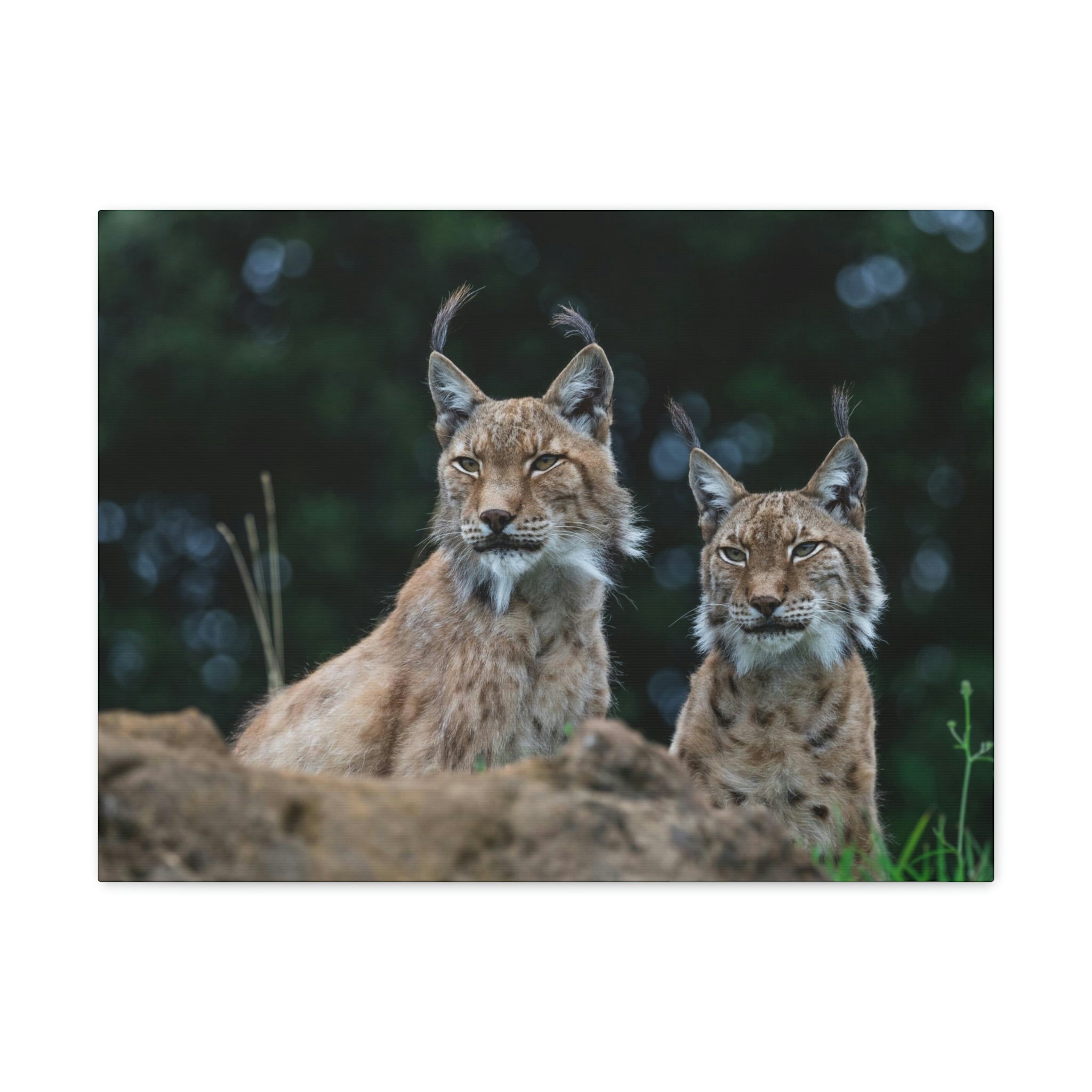 Funny Wildcat Silly Wildcat Scene Couple Wall Art Ready to Hang ...