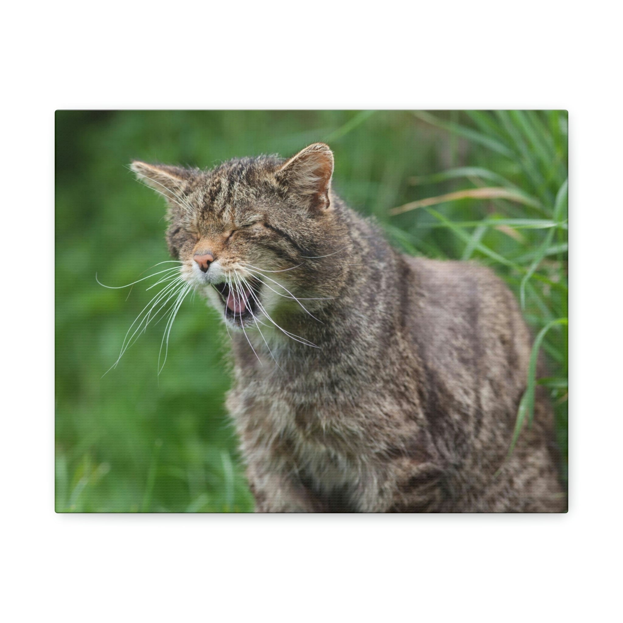 Funny Wildcat Silly Wildcat Scene Outside Wall Art Ready to Hang ...