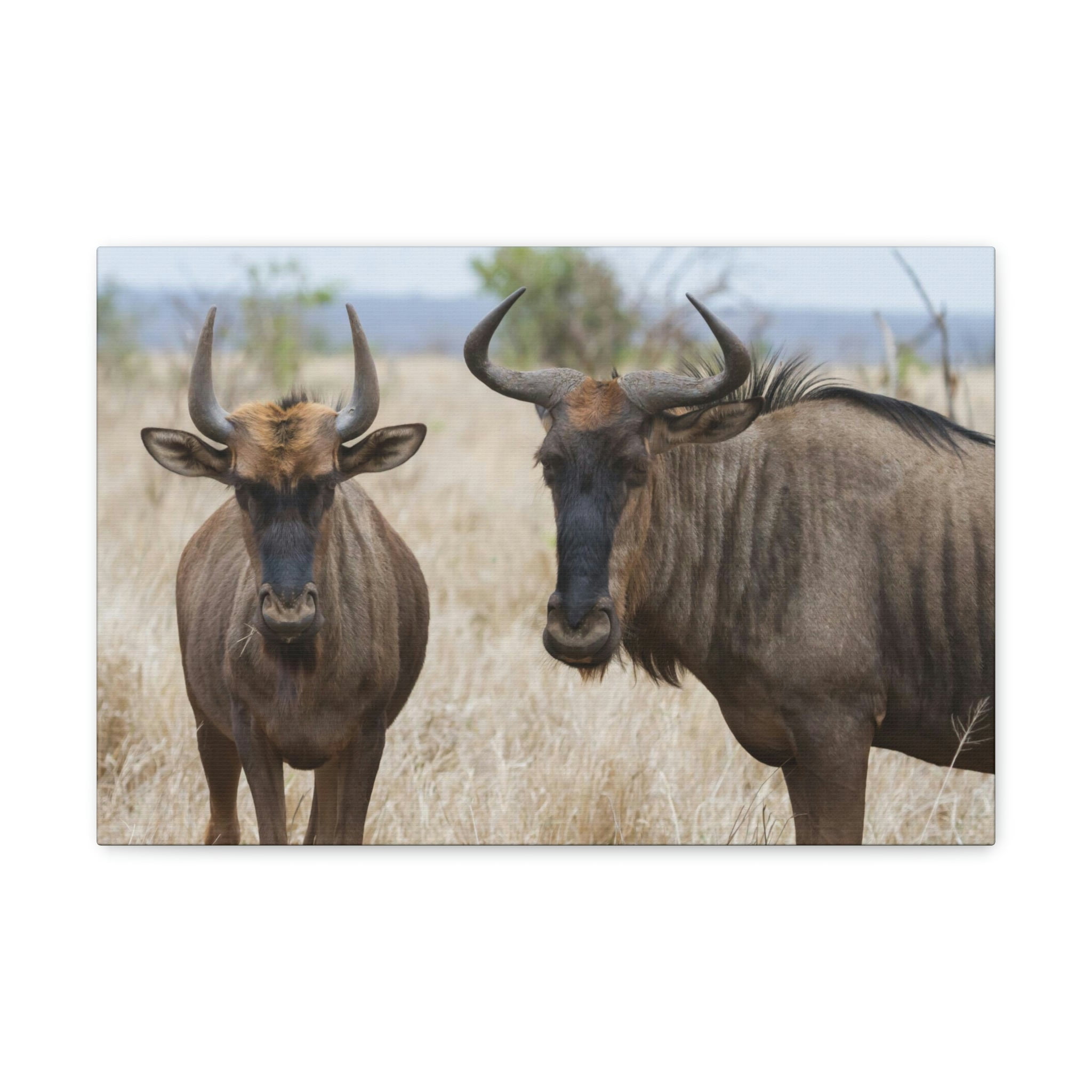 Funny Wildebeest Silly Wildebeest Scene Couple Wall Art Ready to Hang ...