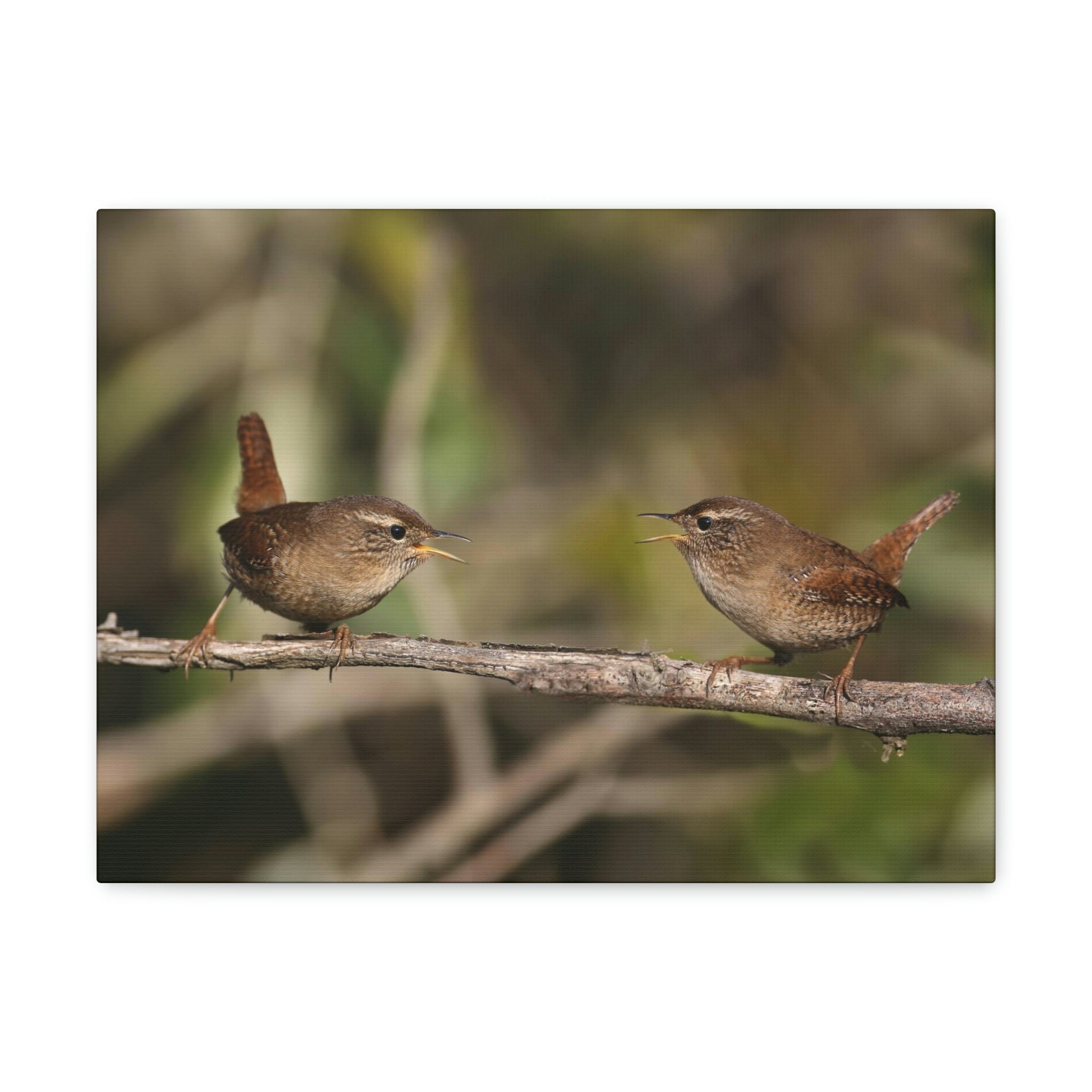 Funny Wren Silly Wren Scene Couple Wall Art Ready to Hang Unframed ...