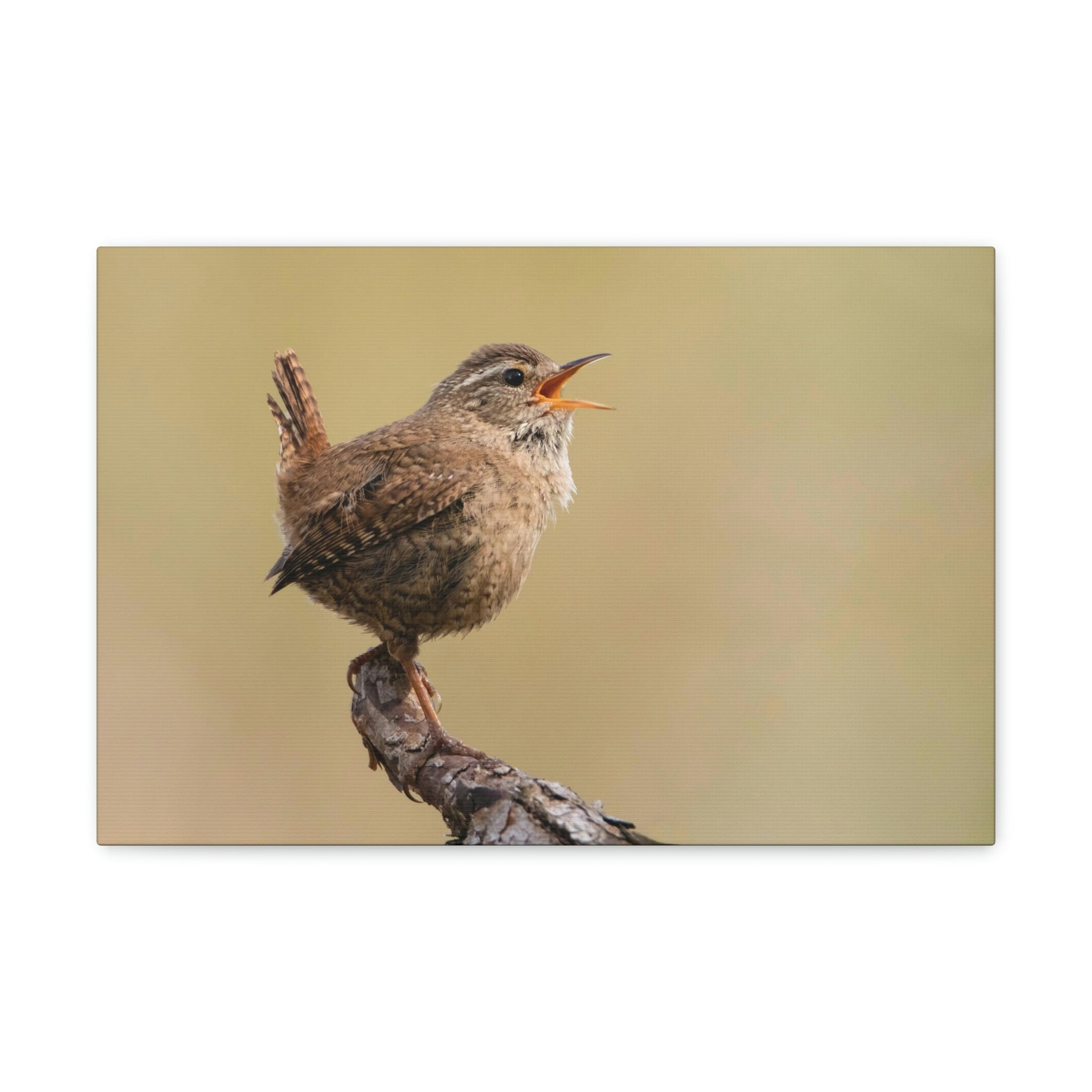 Funny Wren Silly Wren Scene Outside Wall Art Ready to Hang Unframed ...