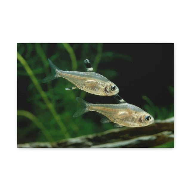 Funny X-ray Fish Silly X-ray Fish Scene Couple Wall Art Ready to Hang ...