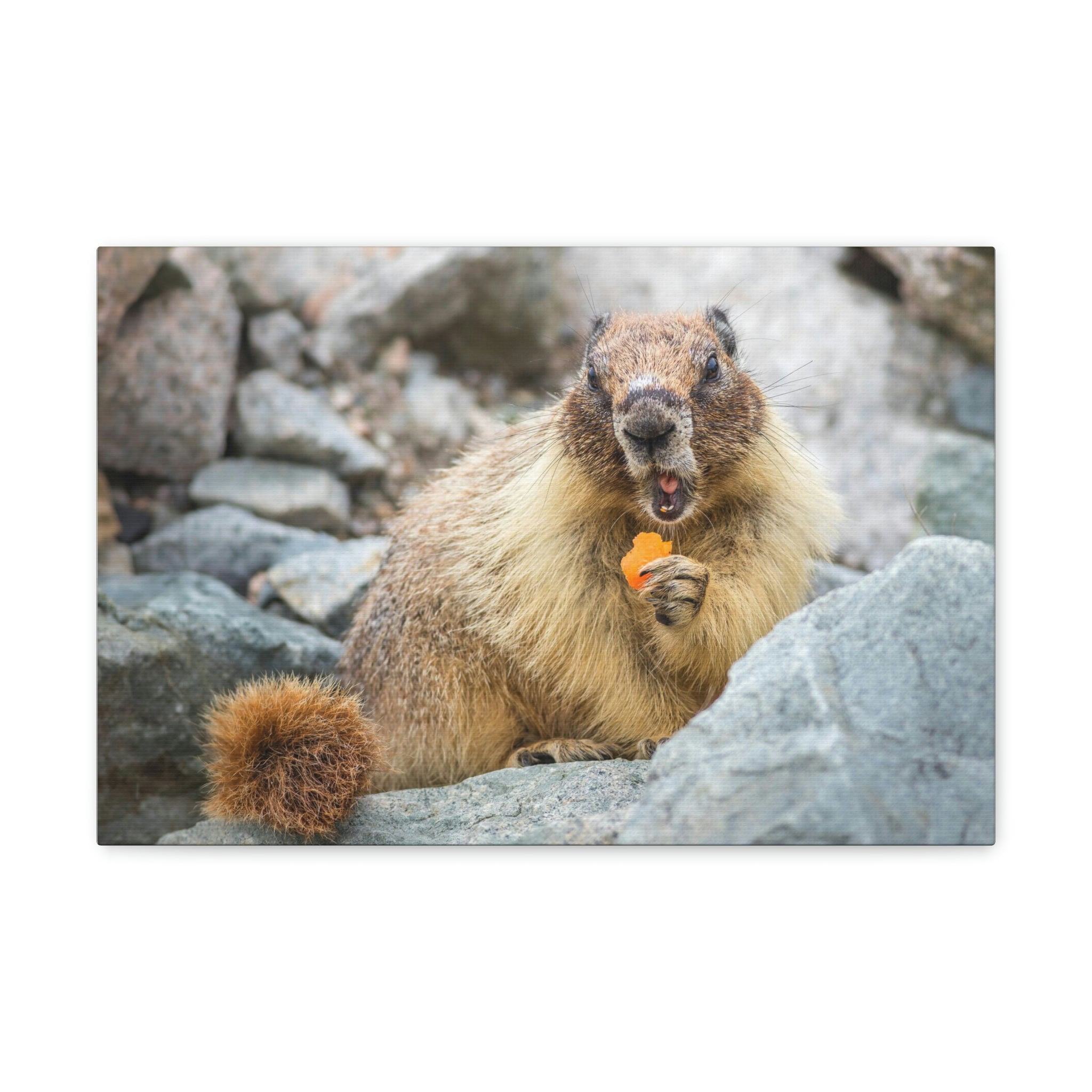 Funny Yellow Bellied Marmot Silly Yellow Bellied Marmot Scene Outdoor ...
