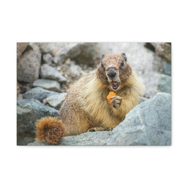 Funny Yellow Bellied Marmot Silly Yellow Bellied Marmot Scene Outdoor ...
