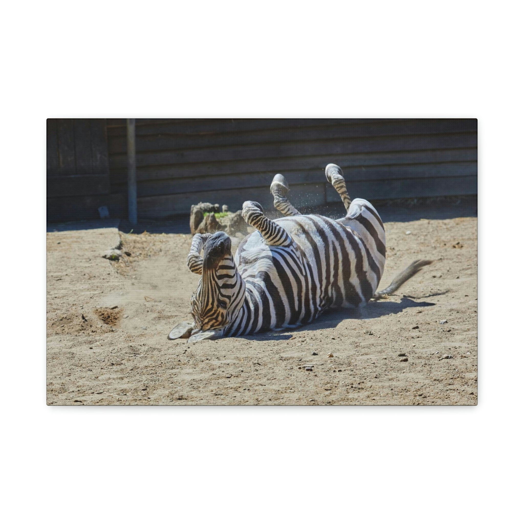 Funny Zebra Silly Zebra Inside Wall Art Ready to Hang Unframed ...