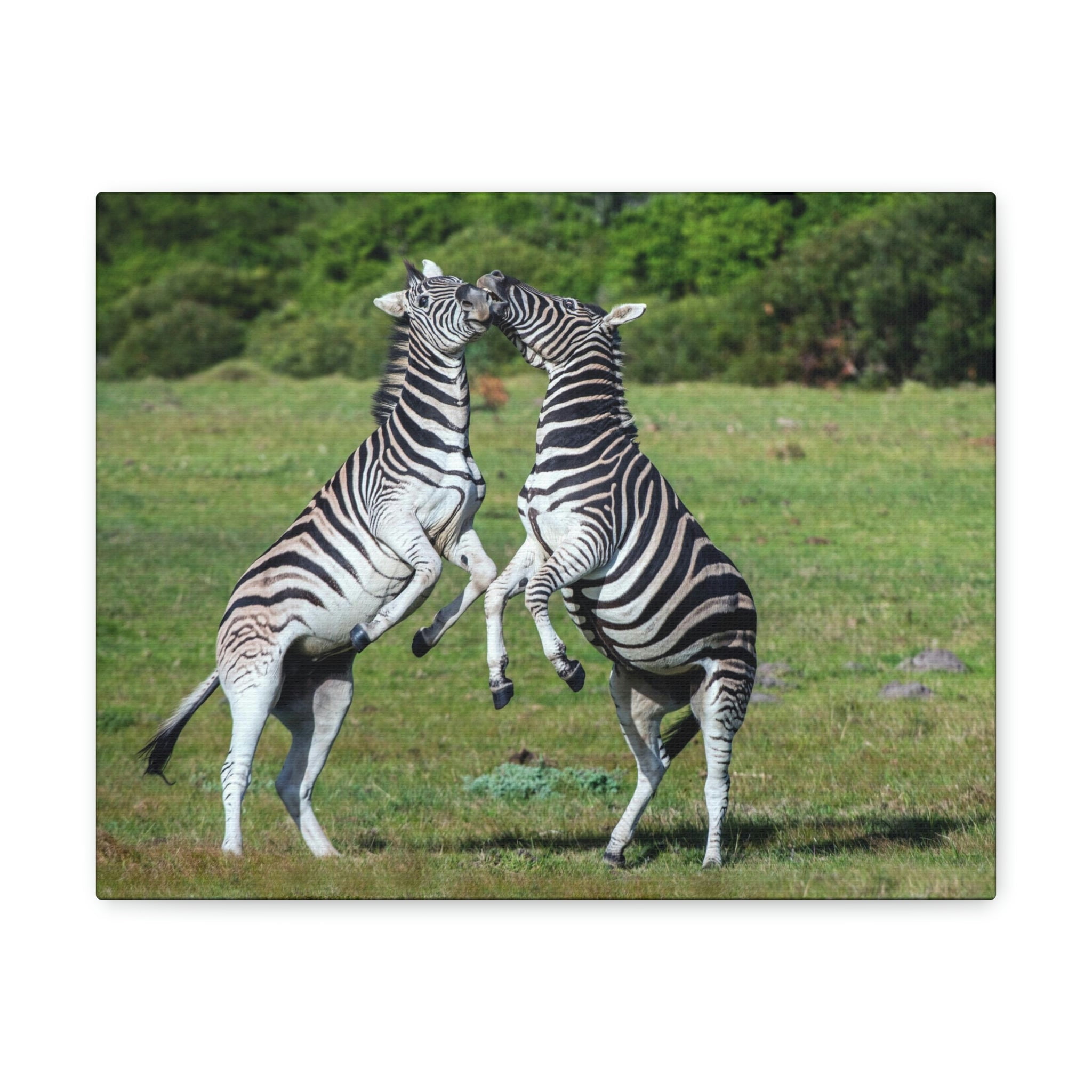 Funny Zebra Silly Zebra Scene Couple Wall Art Ready to Hang Unframed ...