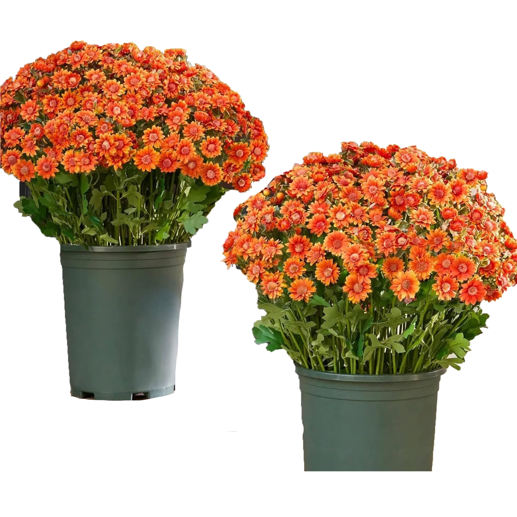 CLIQKWEN Artificial Fall Mums & Eucalyptus Bouquet - UV Resistant ...