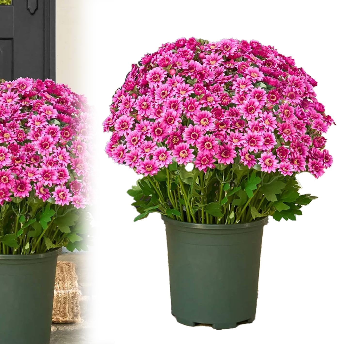Funsdecor Mums Fade Resistant & Waterproof, Realistic Look with ...