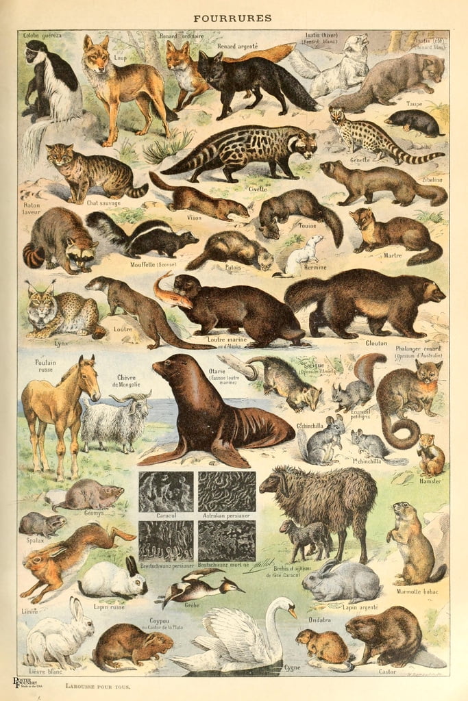 Furry Animals Fourrures Cottagecore Room Decor Fox Wolf Seal Rabbit ...