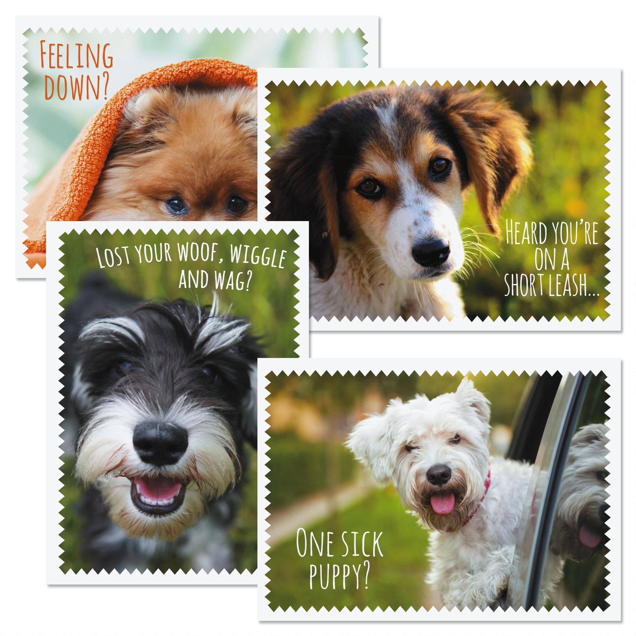 Furry Pets Get Well Greeting Cards - Set of 8 (4 designs), Large 5" x 7 ...