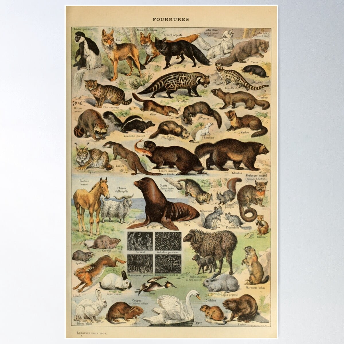 Furs (1907-1910) - Le Larousse Pour Tous Poster Wall Art, Modern Wall ...