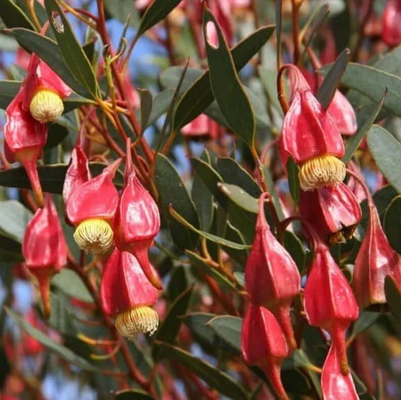 Fuschia Gum Tree Seeds for Planting (10 Seeds) - Eucalyptus forrestiana ...