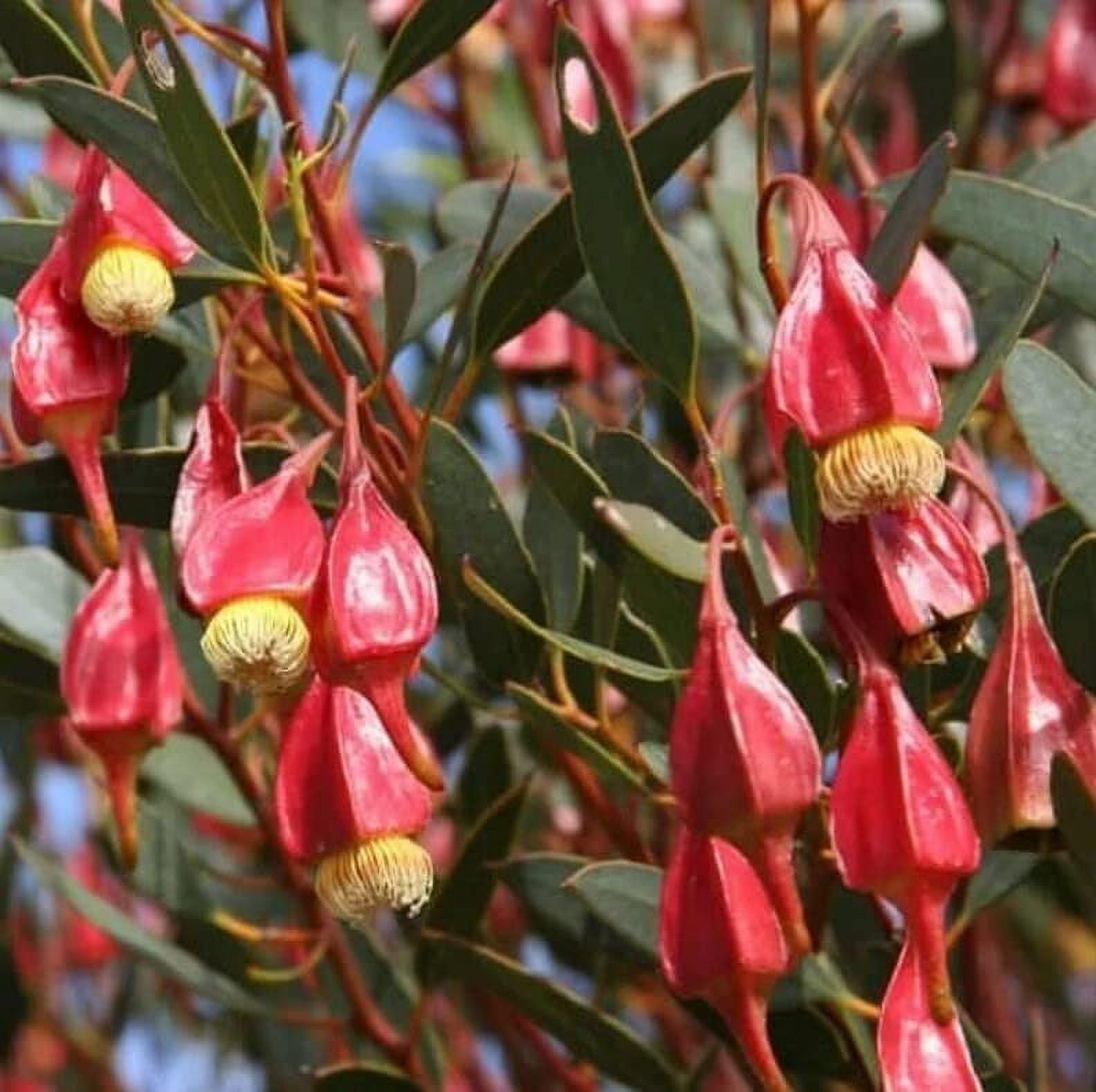 Fuschia Gum Tree Seeds for Planting (10 Seeds) - Eucalyptus forrestiana ...