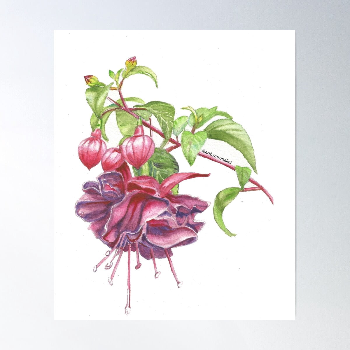 Fushia Flower In Watercolor Poster Wall Art, Modern Wall Decor For ...