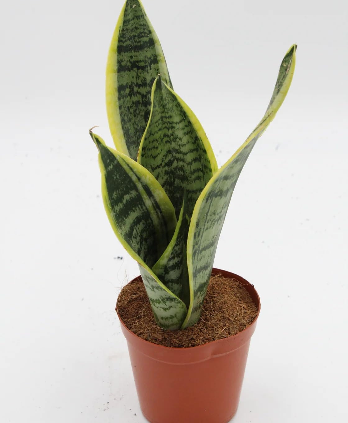 Futura Snake Plant - Live Plant in a 4 Inch Pot - Sansevieria Superba ...