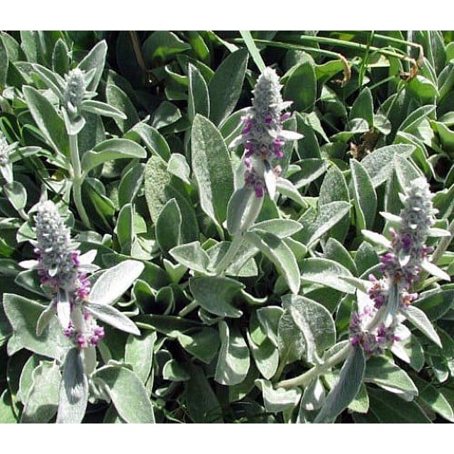 Fuzzy Wuzzy Lamb's Ear Perennial - Stachys byzantina - Gallon Pot ...