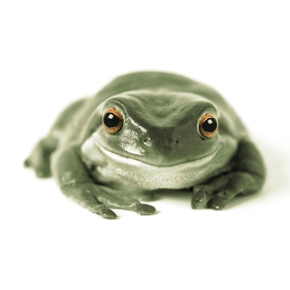 Fv3520 Natural Moments Photography; Green Frog White Background Poster ...