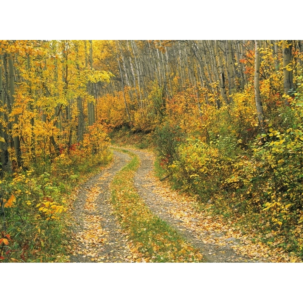 Fv3574, Natural Moments Photography; Road Through Forest Poster Print ...