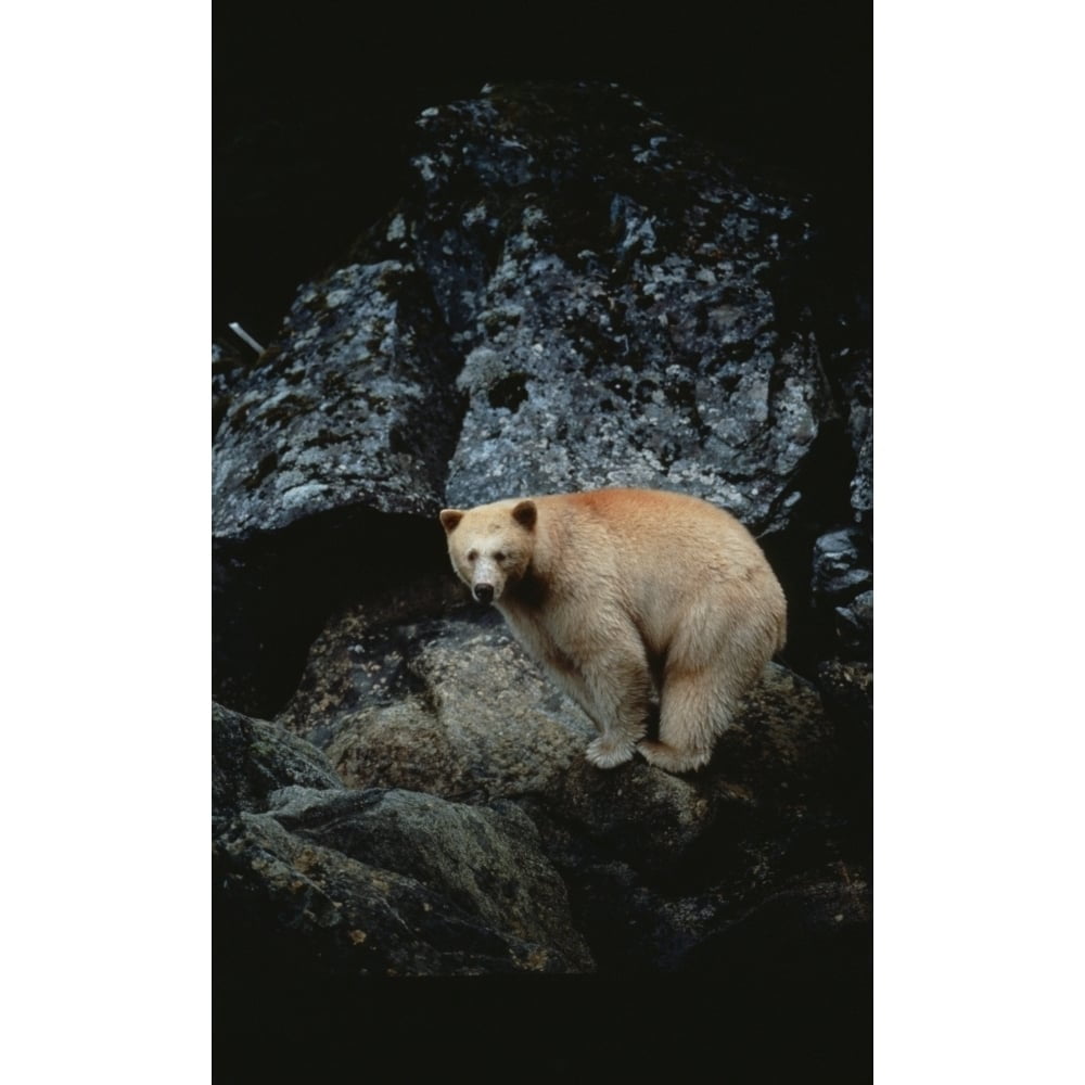 Fv3608 Jason Puddifoot; White Spirit Bear Princess Royal Island Bc ...