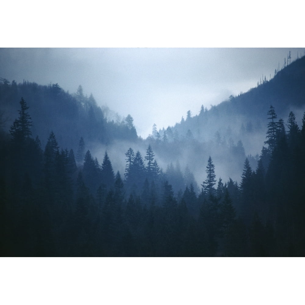 Fv4277 Bert Klassen; Foggy Mountain With Trees Poster Print - Walmart.com