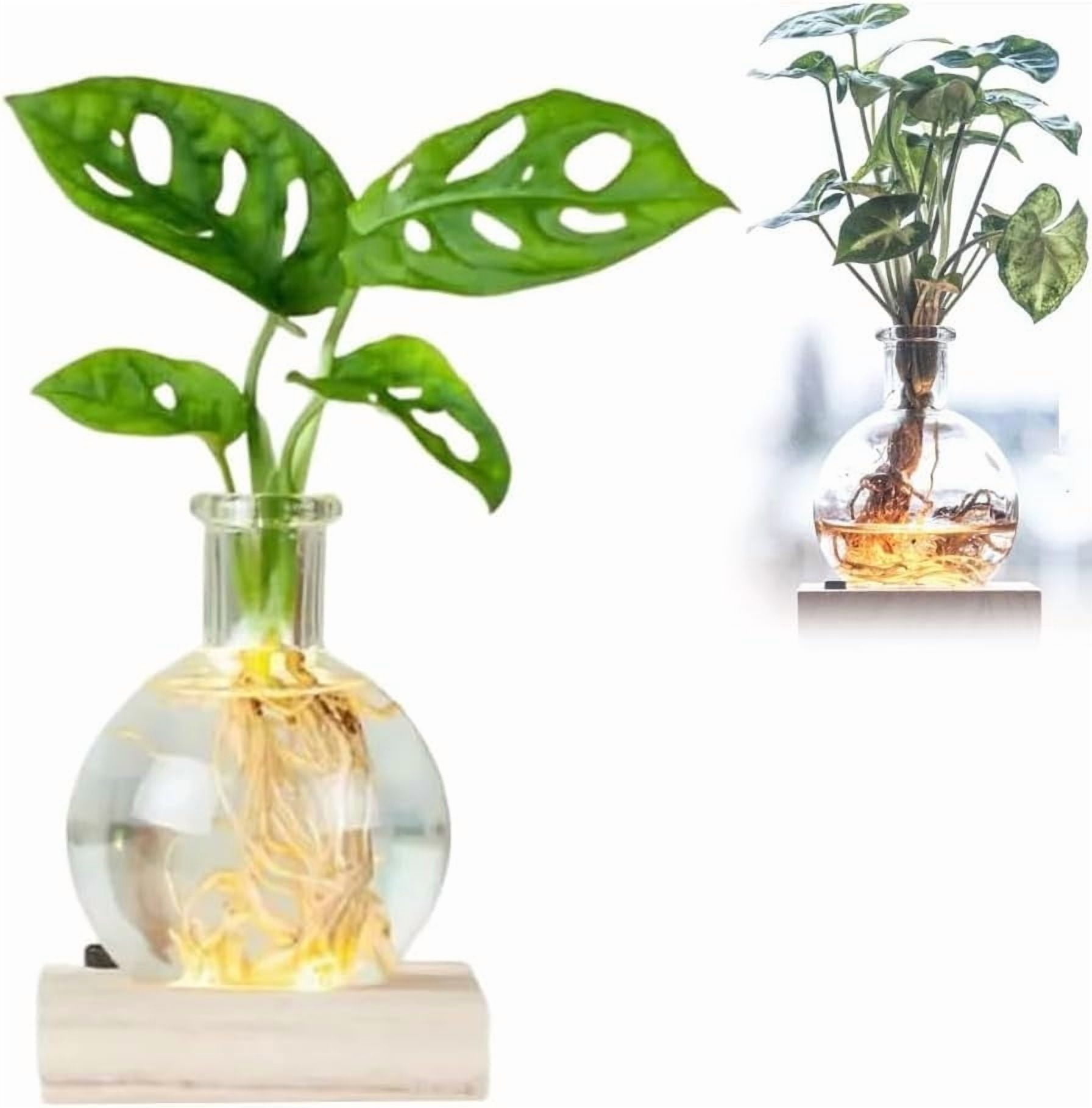 Fzsteel LED Hydroponic Glass Vase with Lighted Wooden Base - Soil-Free ...
