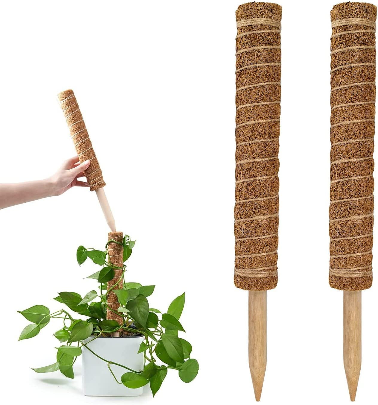 GARDENERA Premium Coco Poles for Monstera Plants (Pack of 2) - 12" Coco ...
