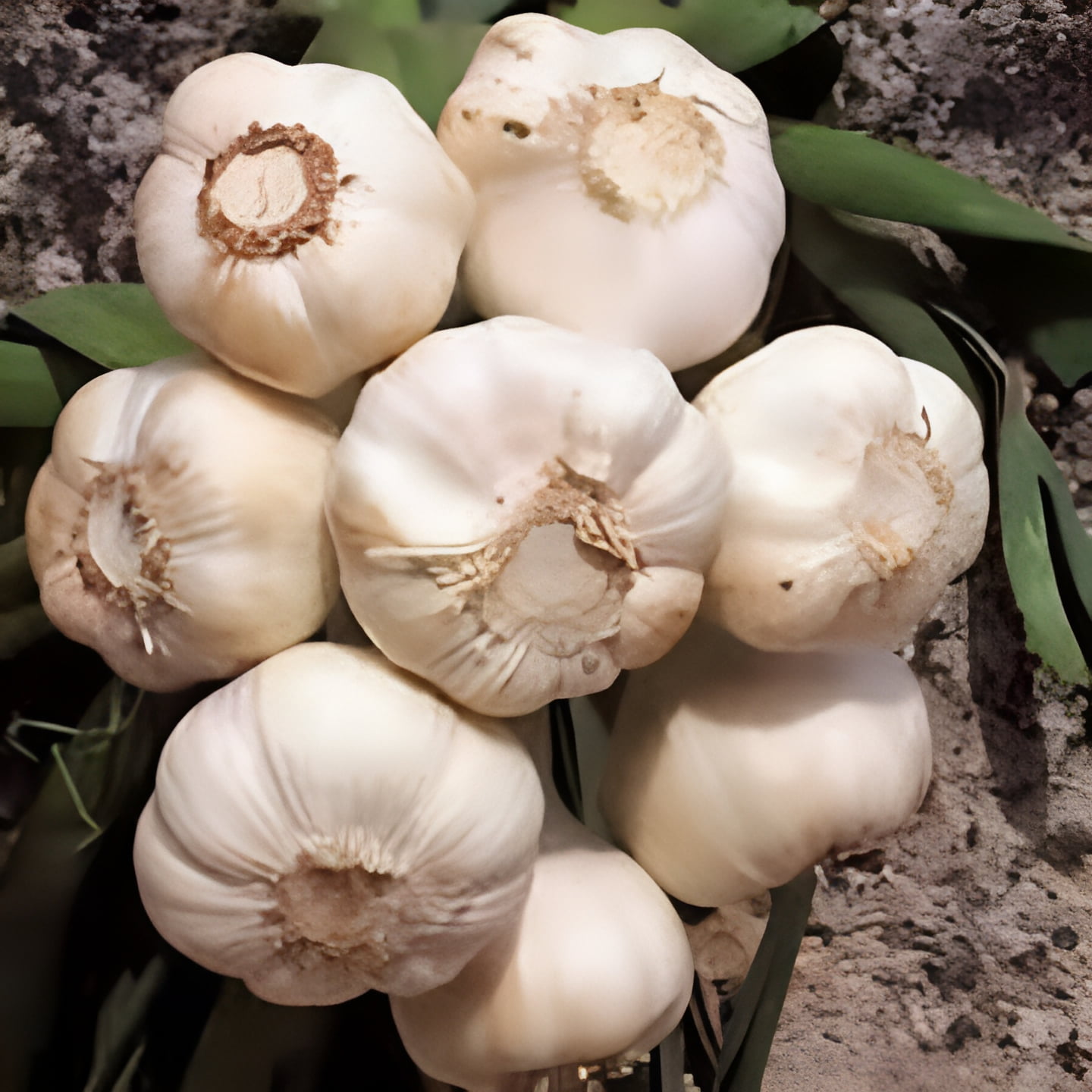GARLIC BULB (2 Pounds), FRESH CALIFORNIA SOFTNECK GARLIC BULB FOR ...