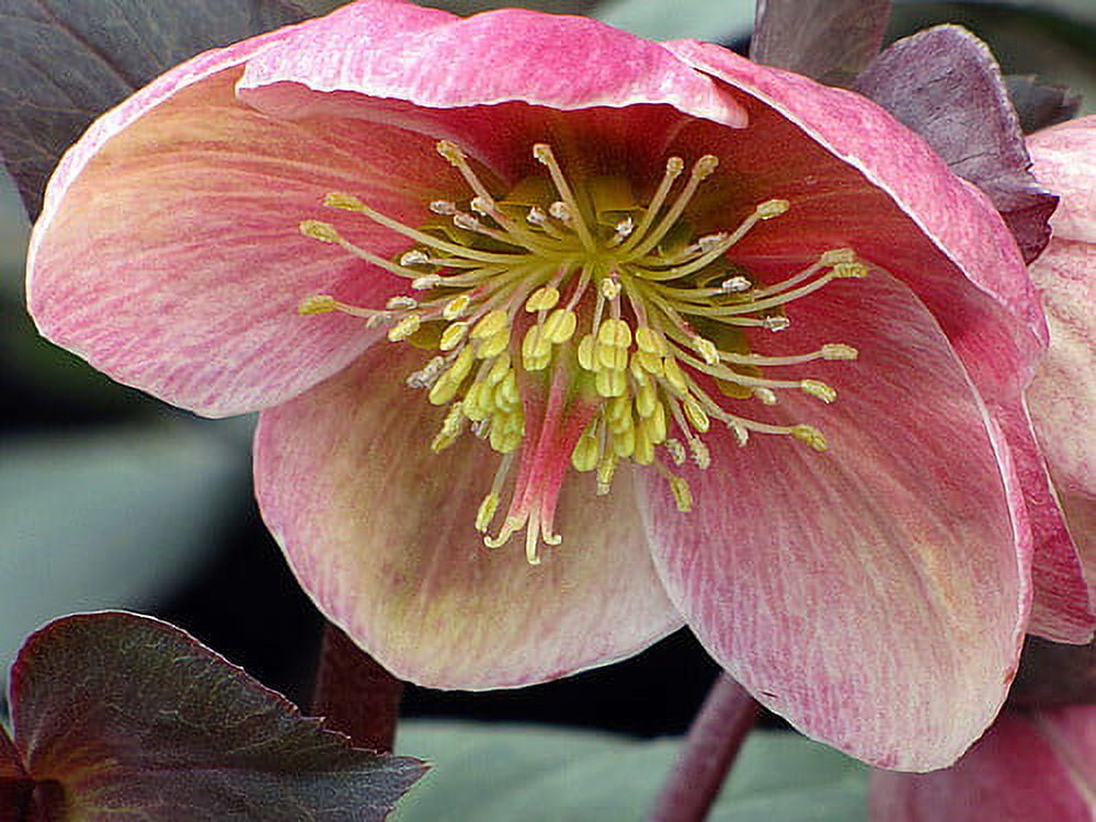 GC® Pink Frost Christmas/Lenten Rose - Helleborus - Shade - Gallon Pot ...