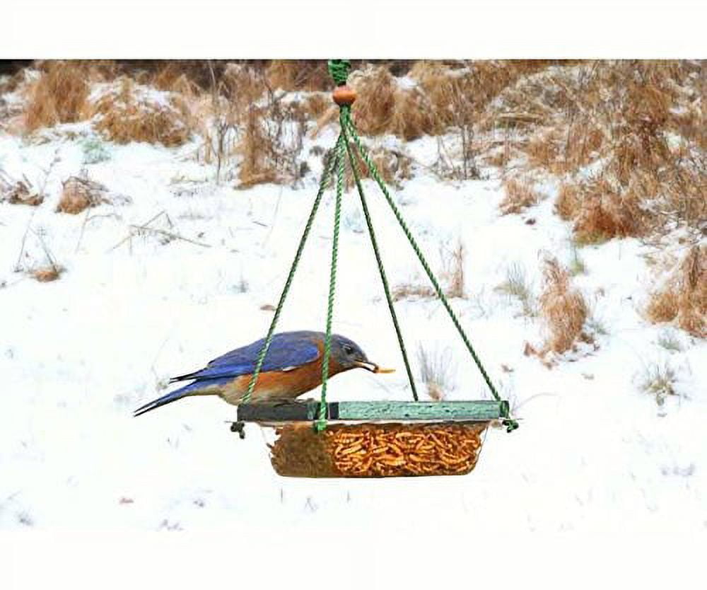 Mealworm Dish