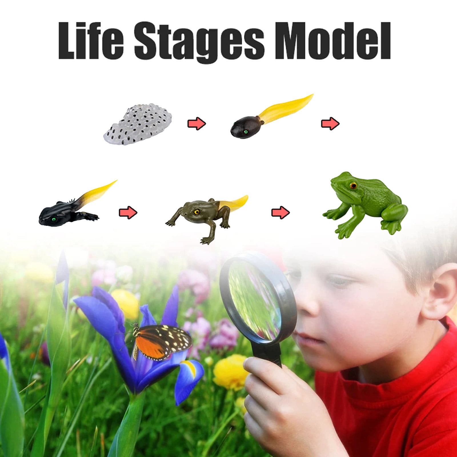 GDDTOY Frog Life Cycle Of A Growth Stage Model Educational Plant Growth ...